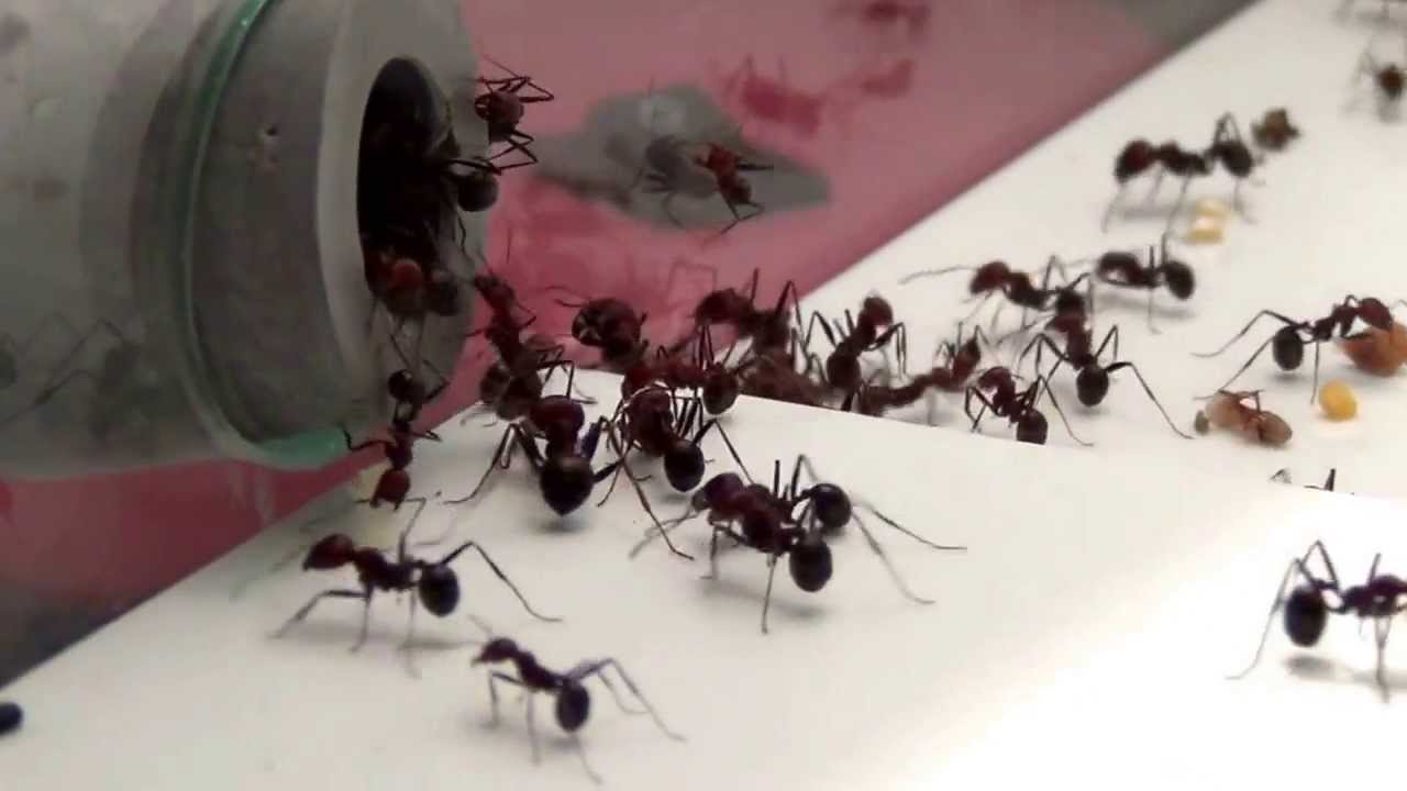 10 02 2014 Messor cephalotes - YouTube