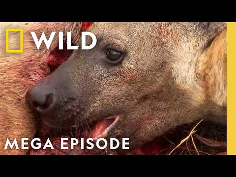 Vicious Animal Showdowns | Animal Fight Night S2 MEGA Episode | Nat Geo Animals