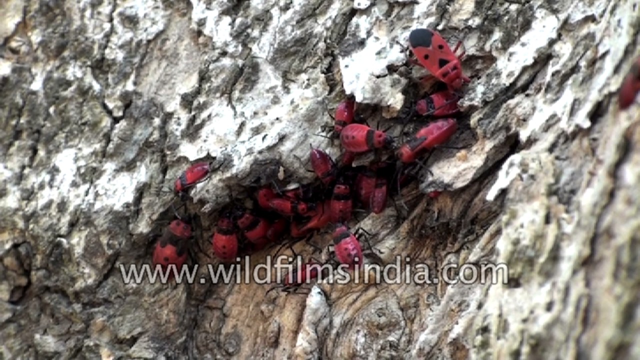 Firebug red insect (Pyrrhocoris apterus) colony on tree trunk bark ...