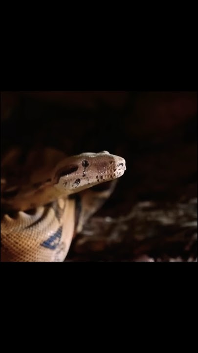 WORLD MOST EXPENSIVE SNAKE 🐍 - YouTube