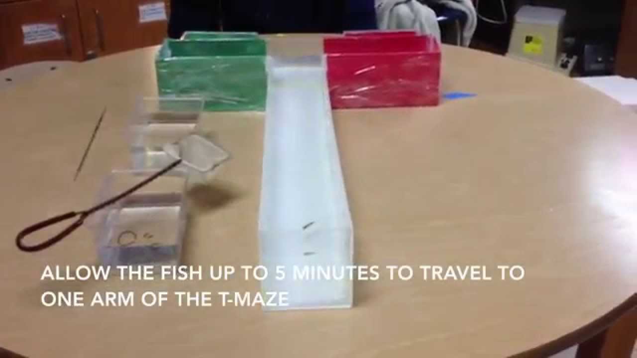 Effect of Nicotine on Zebrafish Learning Ability Procedure Using a T ...