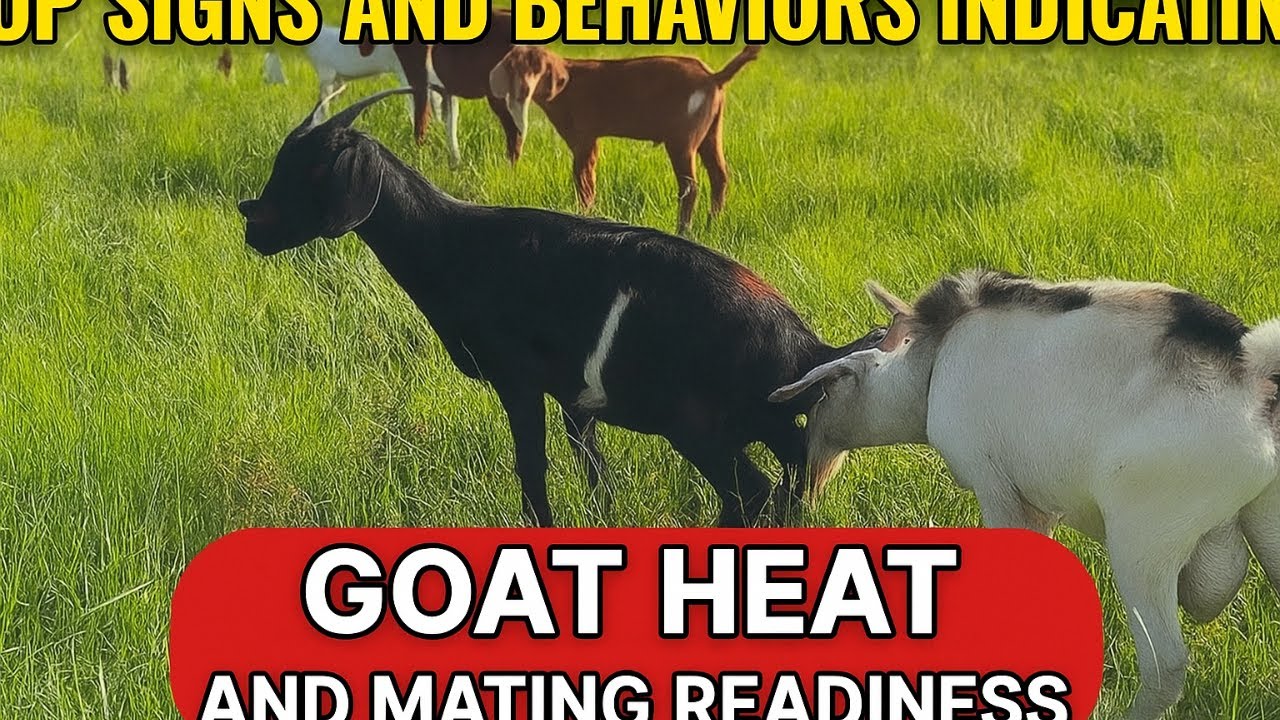 Top Signs and Behaviors Indicating Goat Heat and Mating Readiness - YouTube