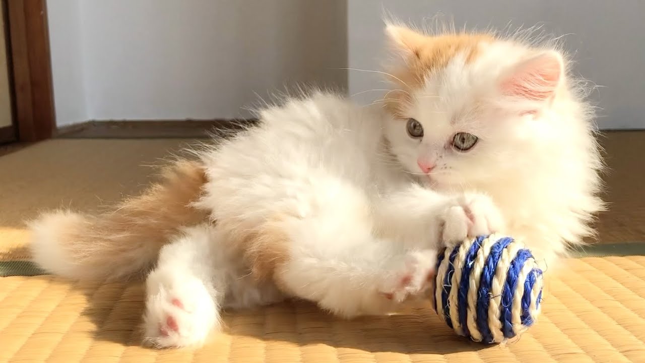 [Joyful kitten videos] Adorable kittens playing same toys at same place ...