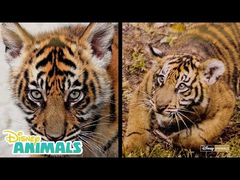 Baby Tiger Cubs 🐯| Disney Animals | Disney Junior