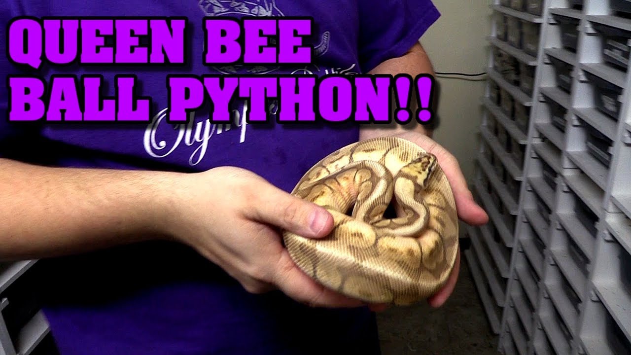 Moving more ball pythons, see our babies that are growing! - YouTube
