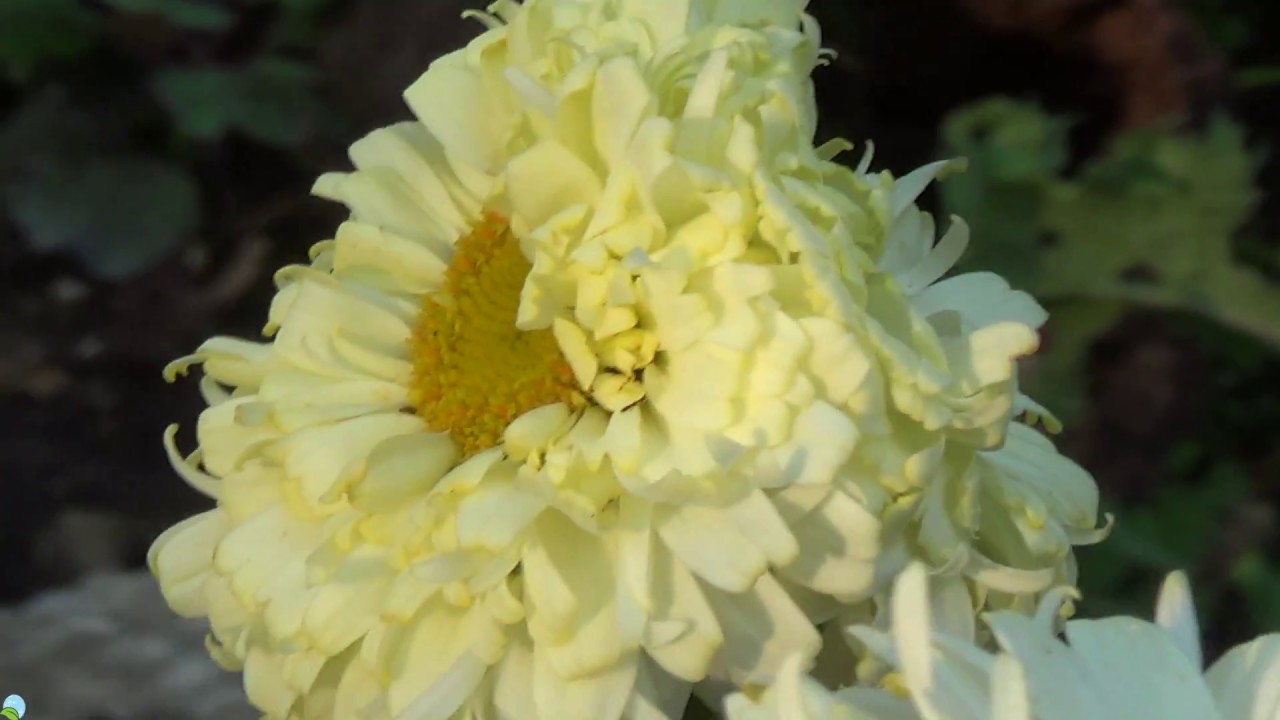 Mutant Conjoined Flower Leucanthemum Real Dream 8-18-2018 | Organic ...