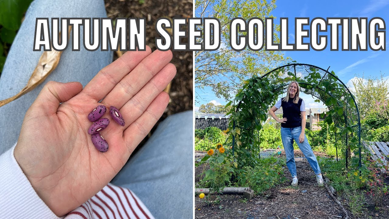 AUTUMN SEED COLLECTING / ALLOTMENT GARDENING FOR BEGINNERS - YouTube