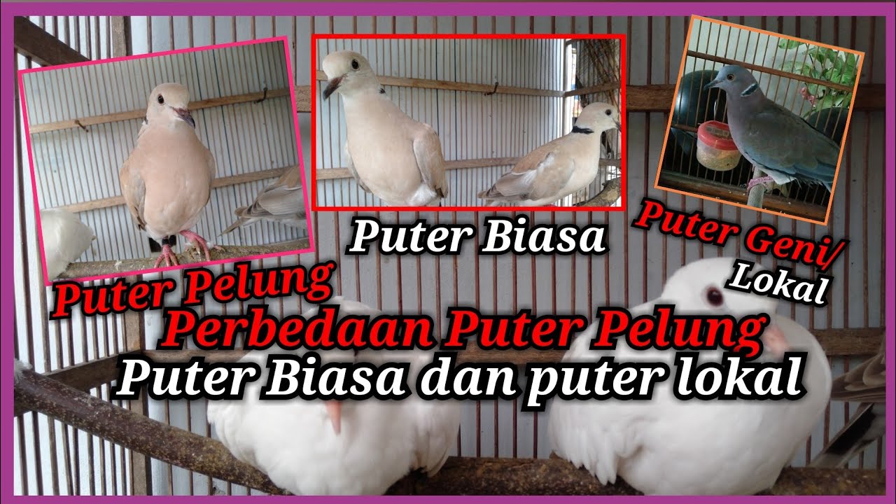 Perbedaan Puter Pelung,Puter Lokal,Dan Puter Biasa - YouTube
