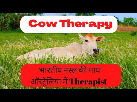 Cow Therapy ~ New Research~ Treatment for mental disorders #psychology ...