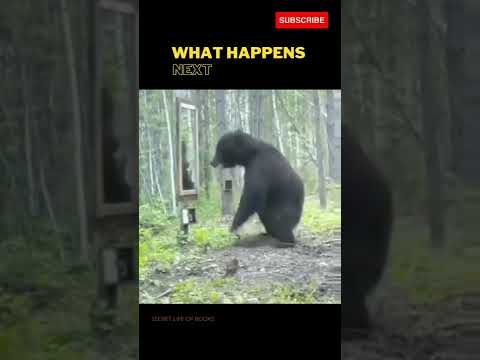Bear Sees Its Reflection In Mirror, What Happened Next Leaves Internet ...