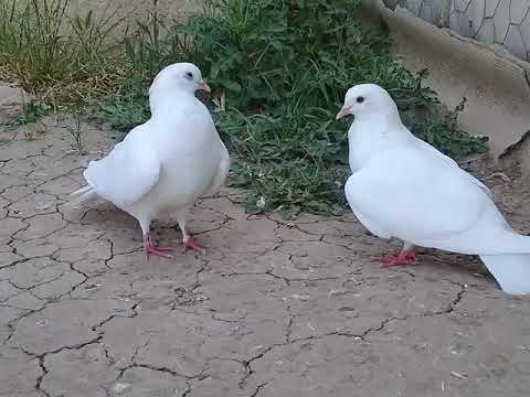 Bujura pigeons are not slaughtered