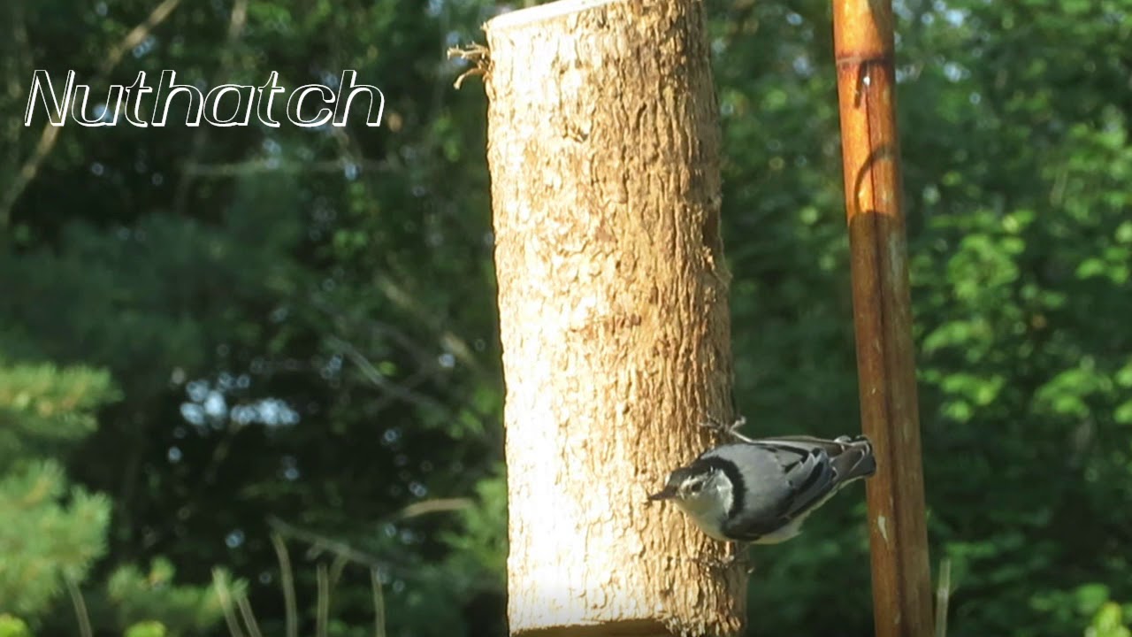 Birds Today - YouTube