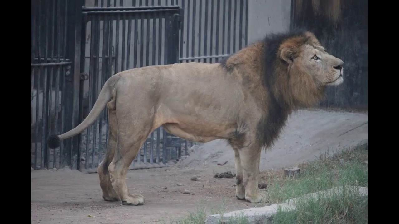 100 Pictures of Lahore Zoo with original natural Environment 3 Dec 2016 ...