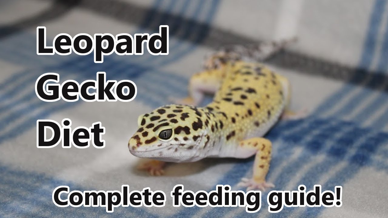 Leopard Gecko Diet | What to feed your gecko! - YouTube