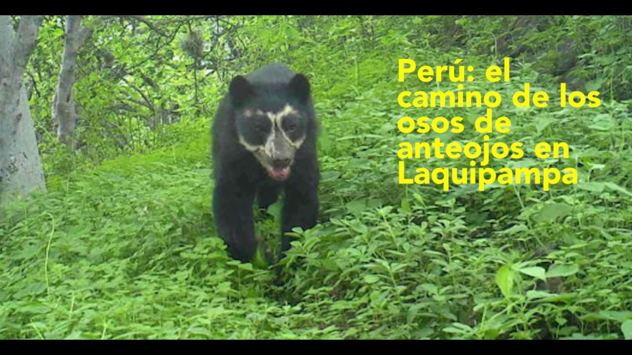 Perú: el camino de los osos de anteojos en Laquipampa - YouTube