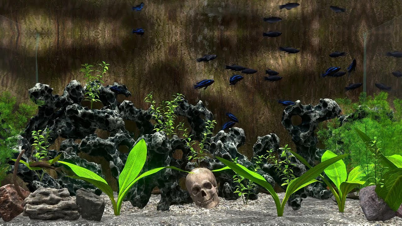 Relaxing Fish tank - Behind Glass - Aquarium Simulator - YouTube