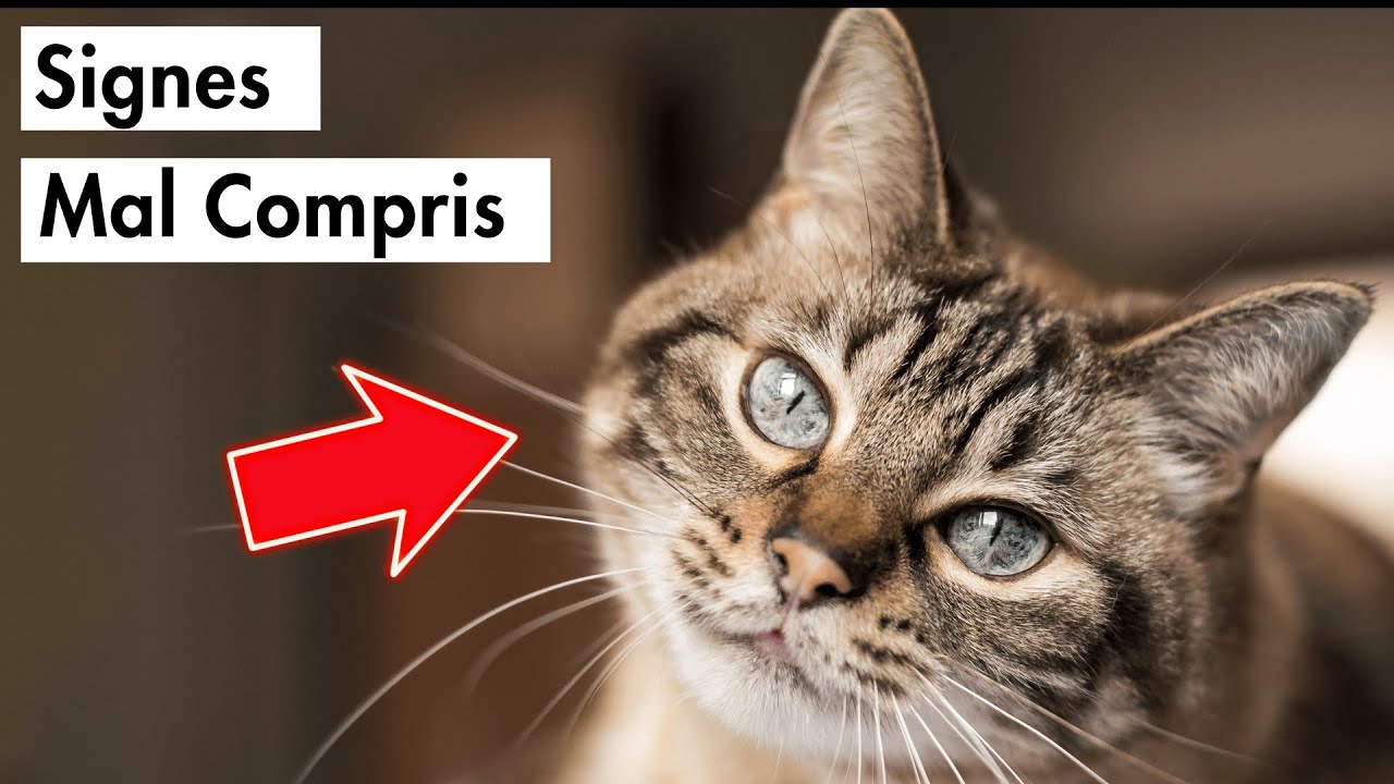 Si Votre Chat Fait ÇA… Vous Comprenez Mal - YouTube