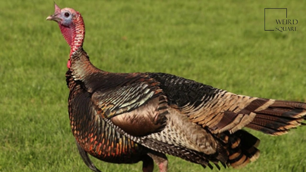 Interesting facts about Turkey by weird square - YouTube