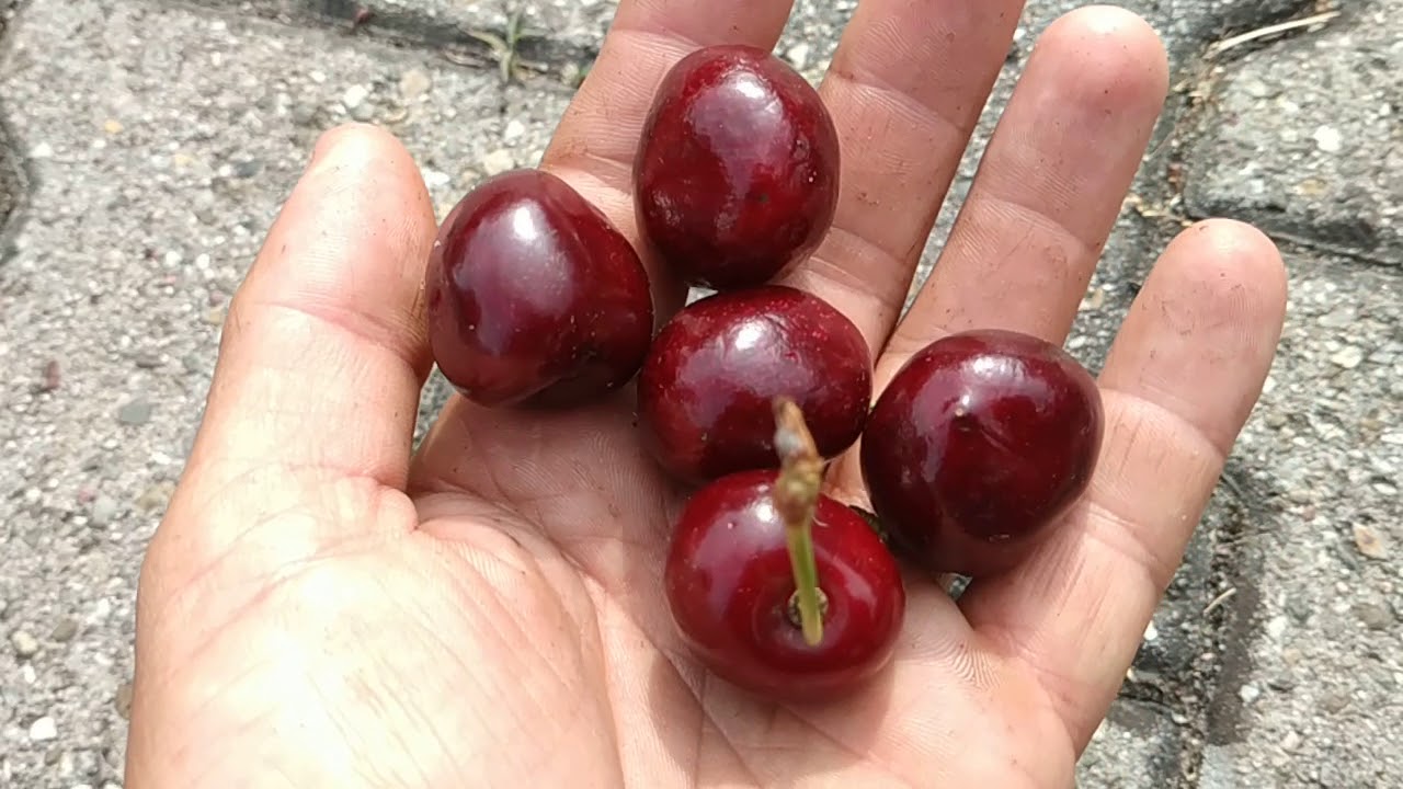 Big Napoleon Cherries from Turkey (Prunus avium) - YouTube