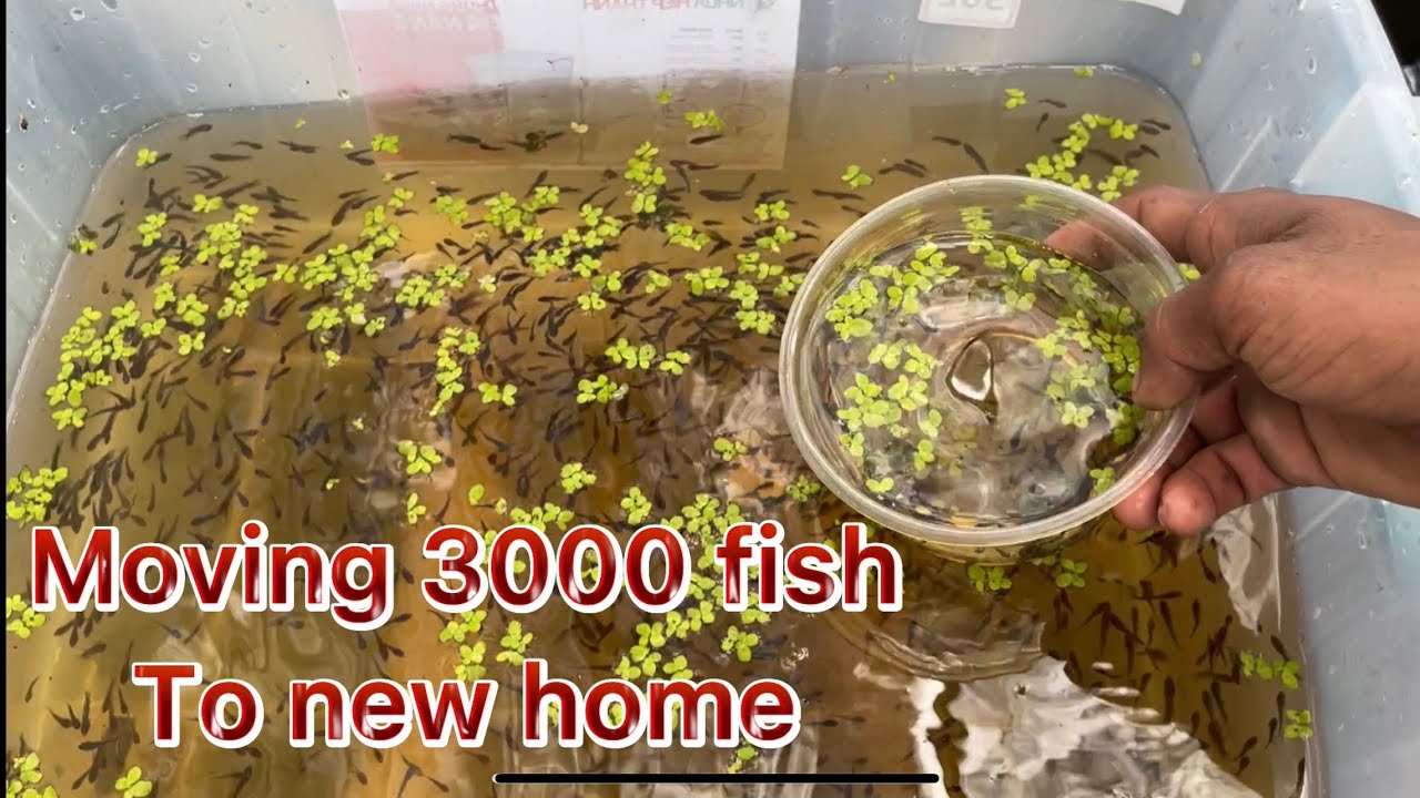 How To Change Place For Baby Fry Betta Fish YouTube how-to-change-place-for-baby-fry-betta-fish-youtube
