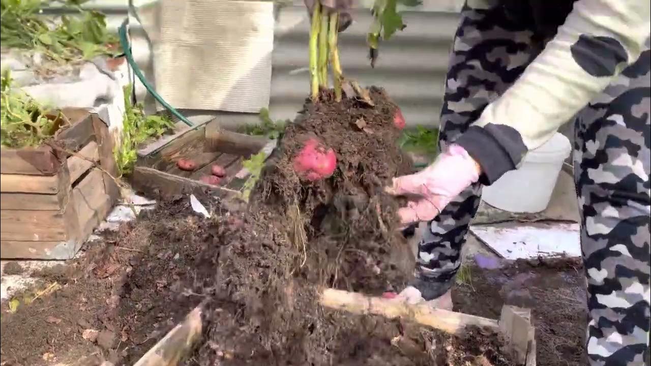 Картофель выращенный в ящиках , сентябрь 22 год , хороший результат ...