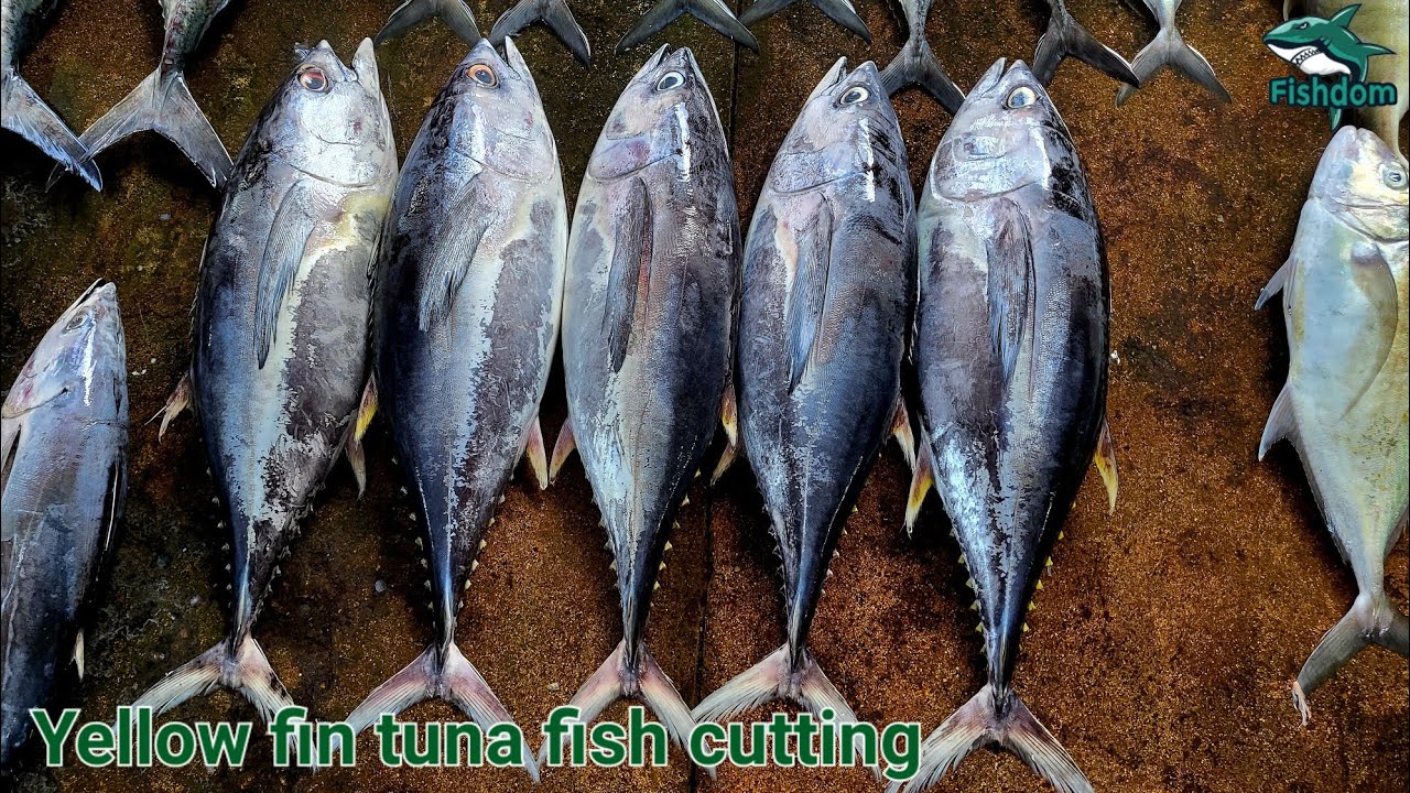 Most popular fish 😲 ! Village fish cutting Yellow fin tuna fish cutting ...