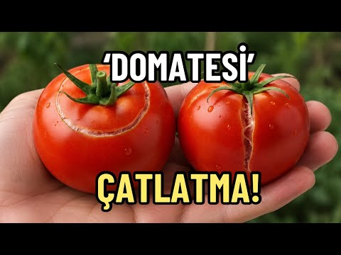 Domates ve Karpuz Neden Çatlar? Bu Hataları Yaparsan Verimin Yarısını Kaybedersin