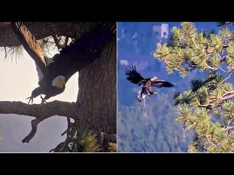 FOBBVCAM ~ SUB ADULT REMAINS IN TERRITORY & FOLLOWS SHADOW PERCHING CLOSE! NO SANDY OR LUNA 7.24.26