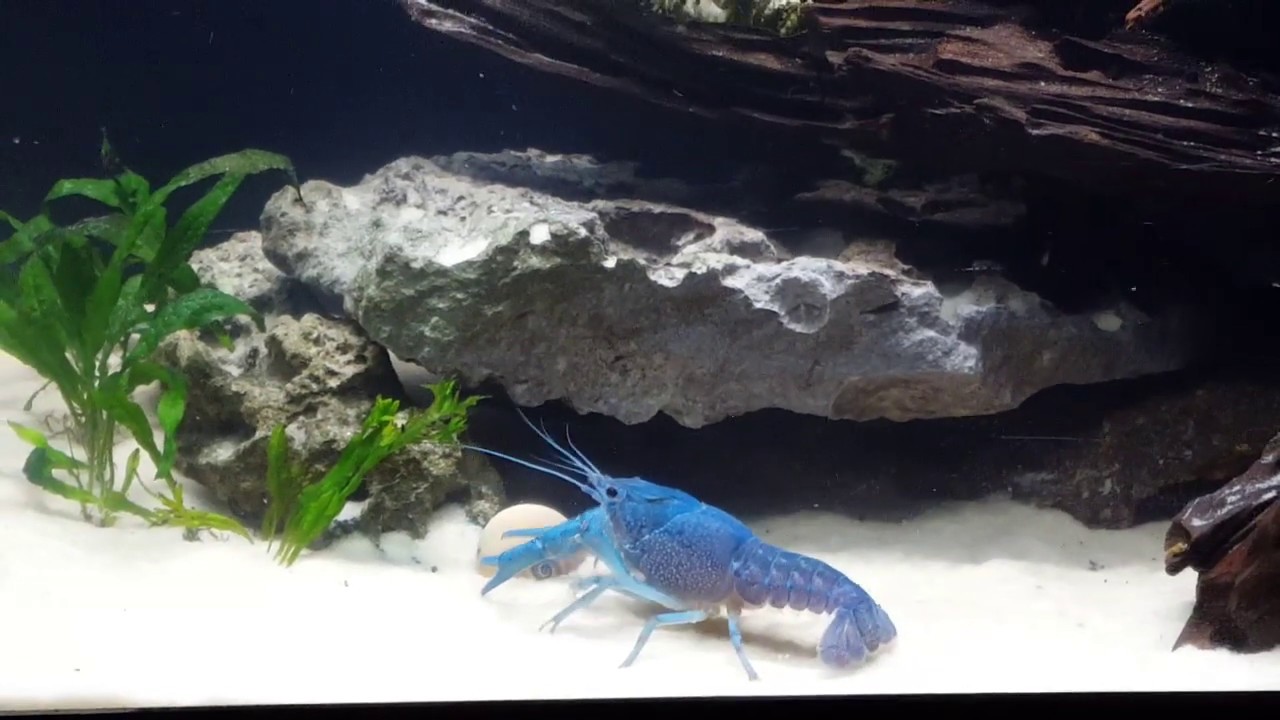 Electric Blue Crayfish Tank - YouTube