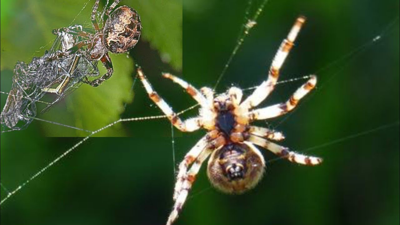 KAKAIBANG GAGAMBA (RARE) - YouTube