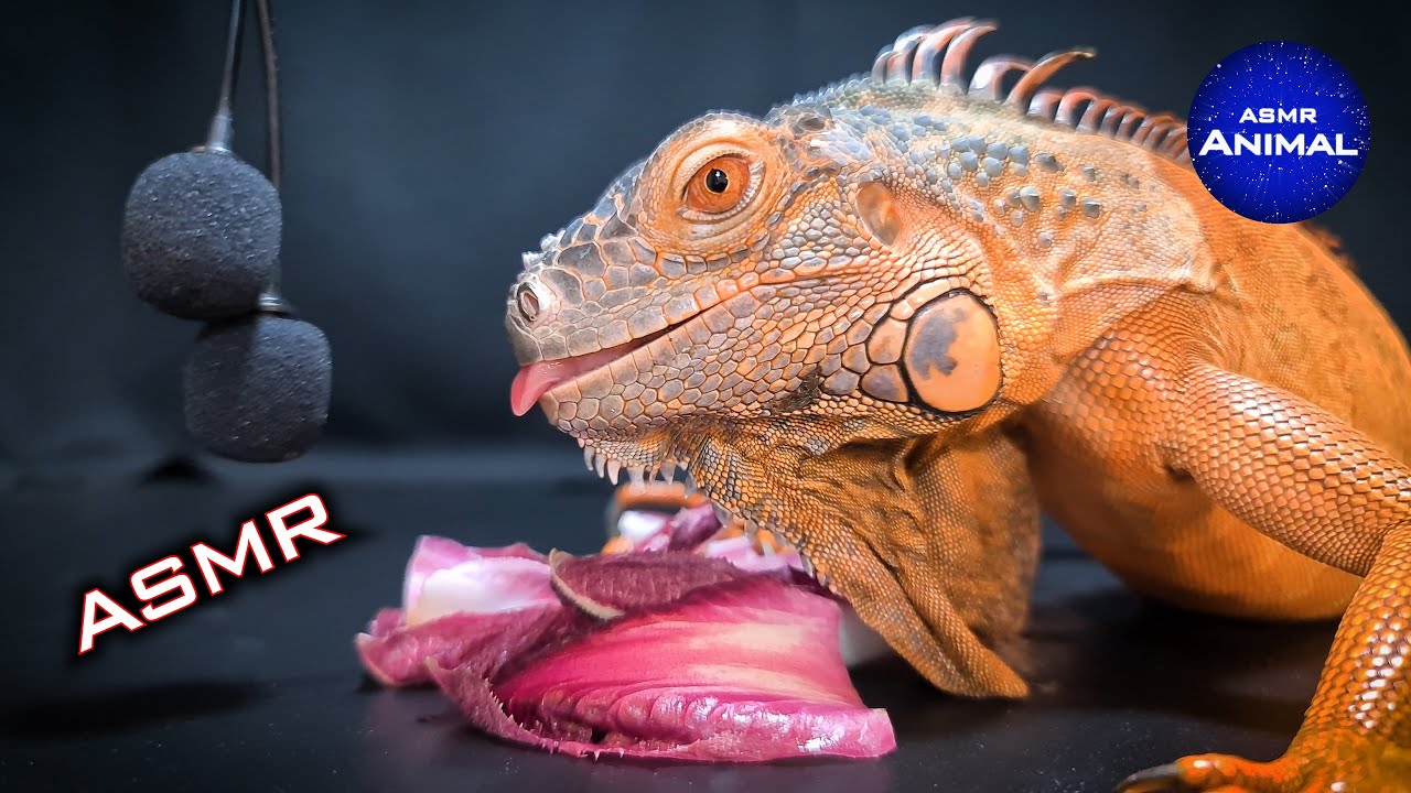 ASMR Dinosaur Iguana Eating CHICORY 🦖3 | Animal ASMR - YouTube