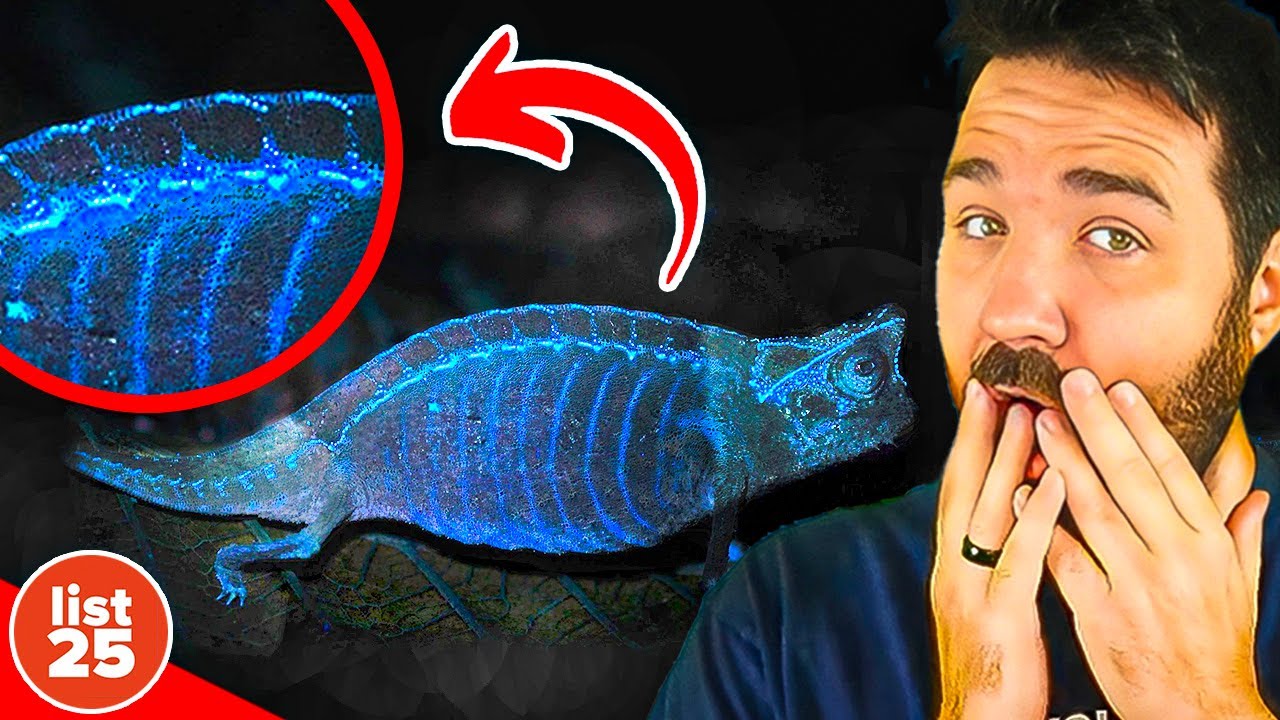 25 Fascinating Facts About Rare and Exotic Animals - YouTube