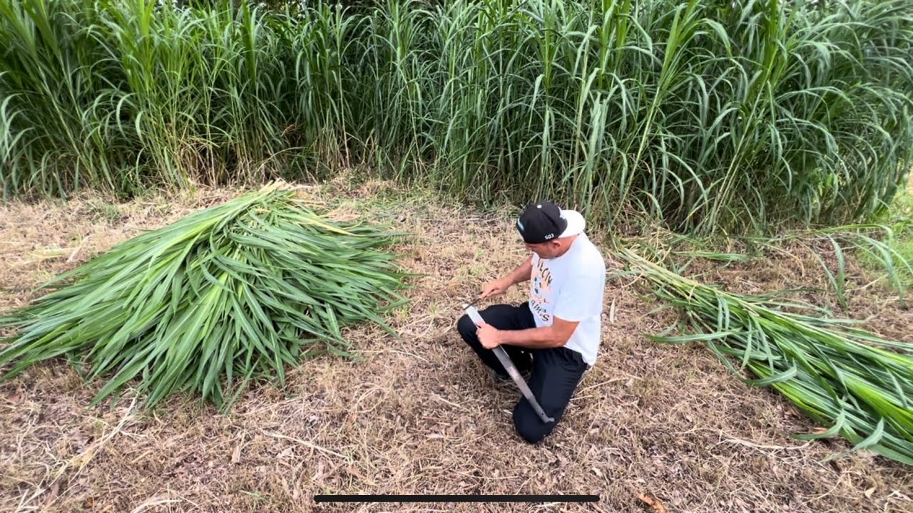 Cortando zacate para el ganado - YouTube