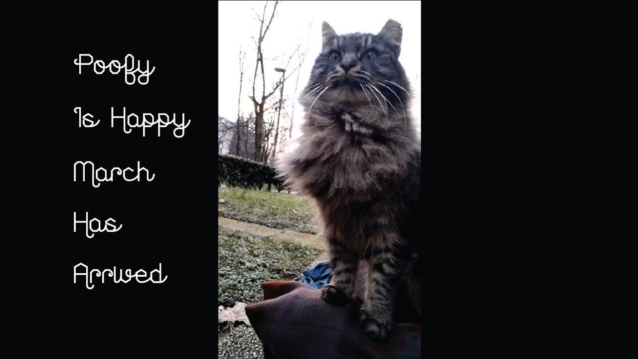 Poofy Is Happy March Has Arrived - YouTube