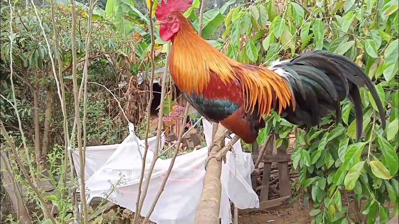 Muag qaib dib qua zoo twg nyiam yuav nawb , xt.0382547446 - YouTube