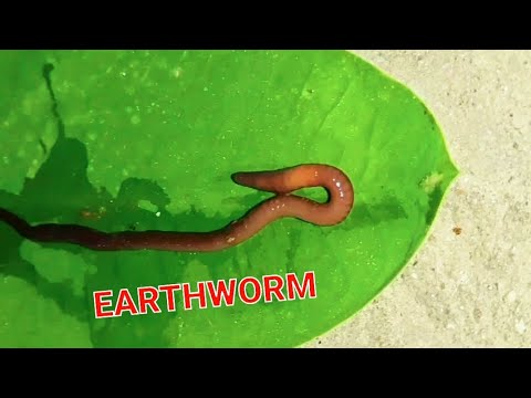 The Earthworm Collection Best Scenes - YouTube