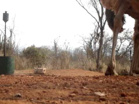 BABOON HUNT 2 - YouTube