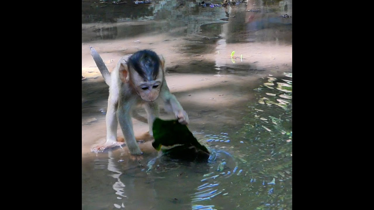 Adorable little baby monkey learn how to find food by him self - YouTube