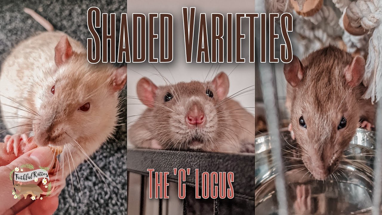 The 'C' Locus and Shaded Varieties ️ | Rat Genetics and Varieties - YouTube