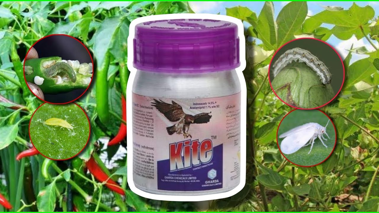 Kite Insecticide | Gharda Kite Indoxacarb + Acetamiprid Uses | Tamil ...