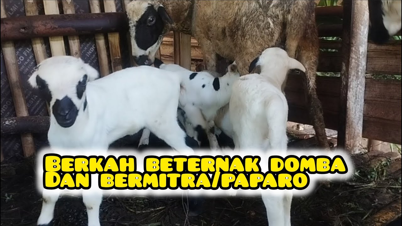 Domba Super Beranak di Kandang Mitra/paparo #domba #happy #sheep - YouTube