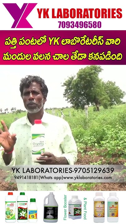 #organic #CottonCrop #Oxyveg పత్తి పంటలో YK లాబొరేటరీస్ వారి మందుల వలన చాల తేడా కనపడింది | YK ...
