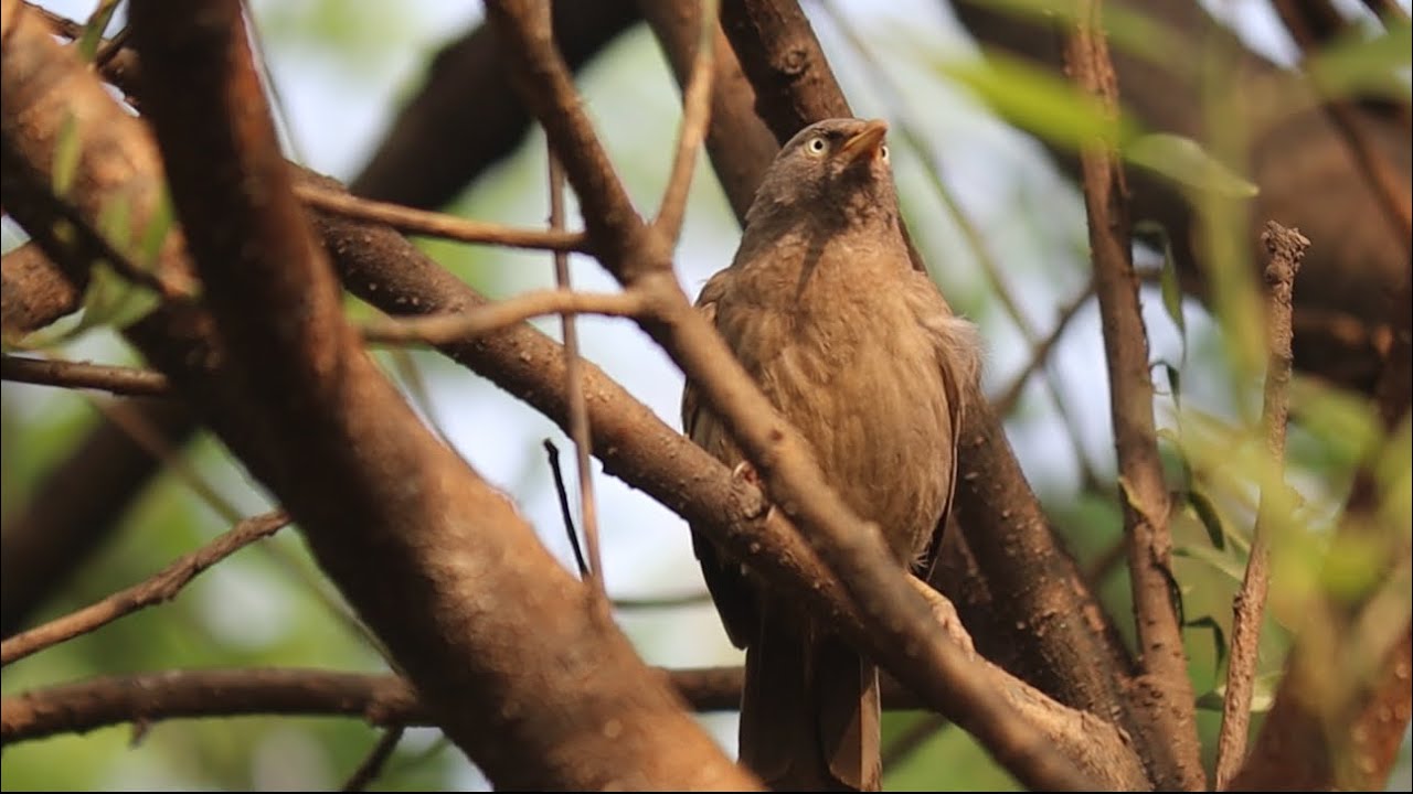 Nature calling you bird calling - YouTube