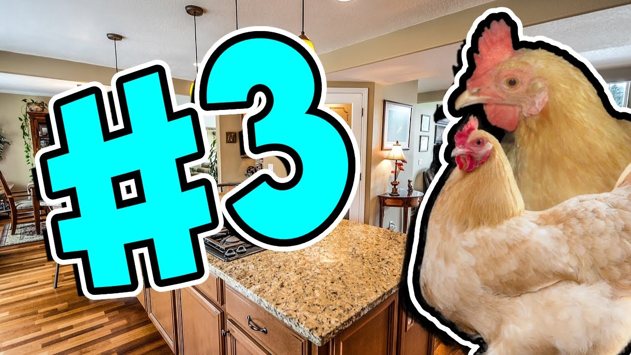 Live Chicken Camera HIGHLIGHTS #3!! - YouTube