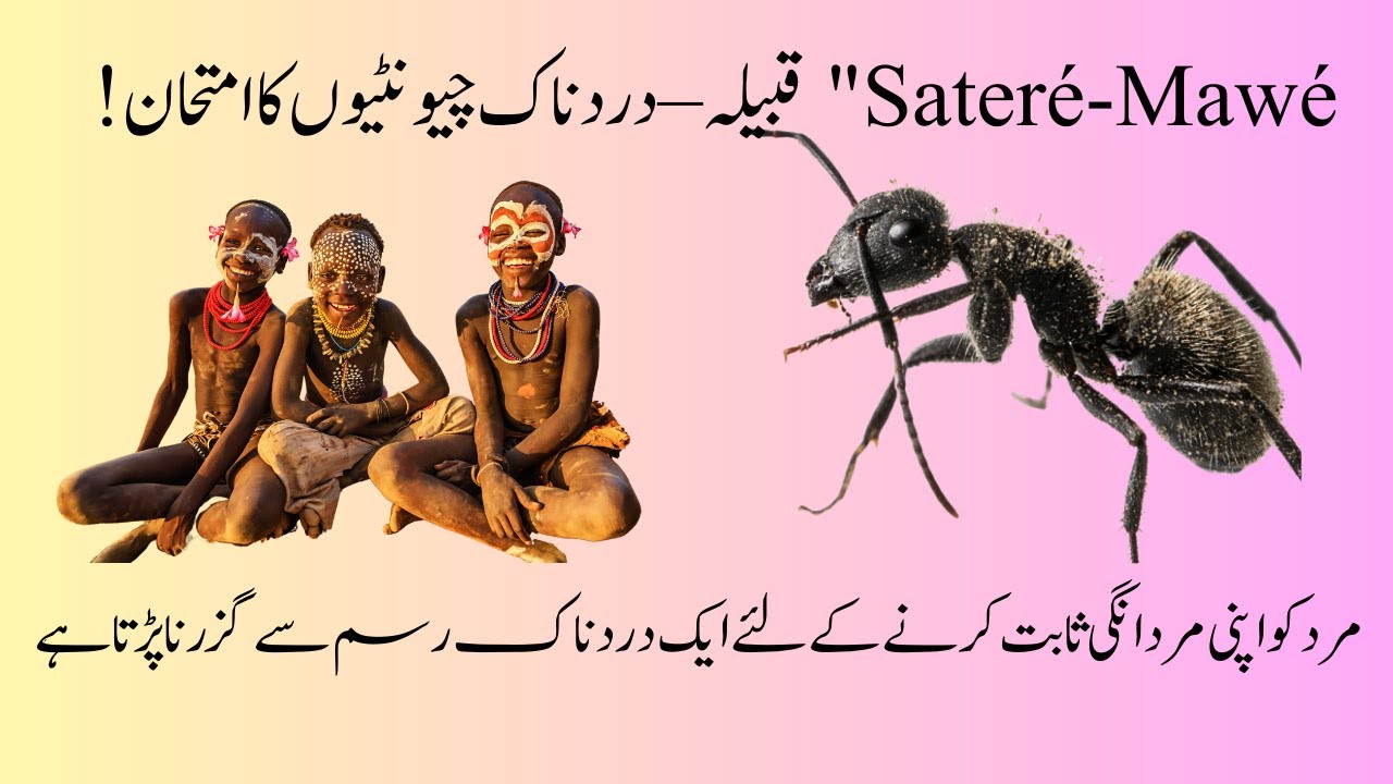 Sateré-Mawé Tribe: Amazon’s Fearless Warriors & The Bullet Ant Ritual ...