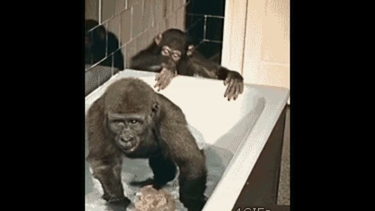 Monkey Compilation 7 - YouTube