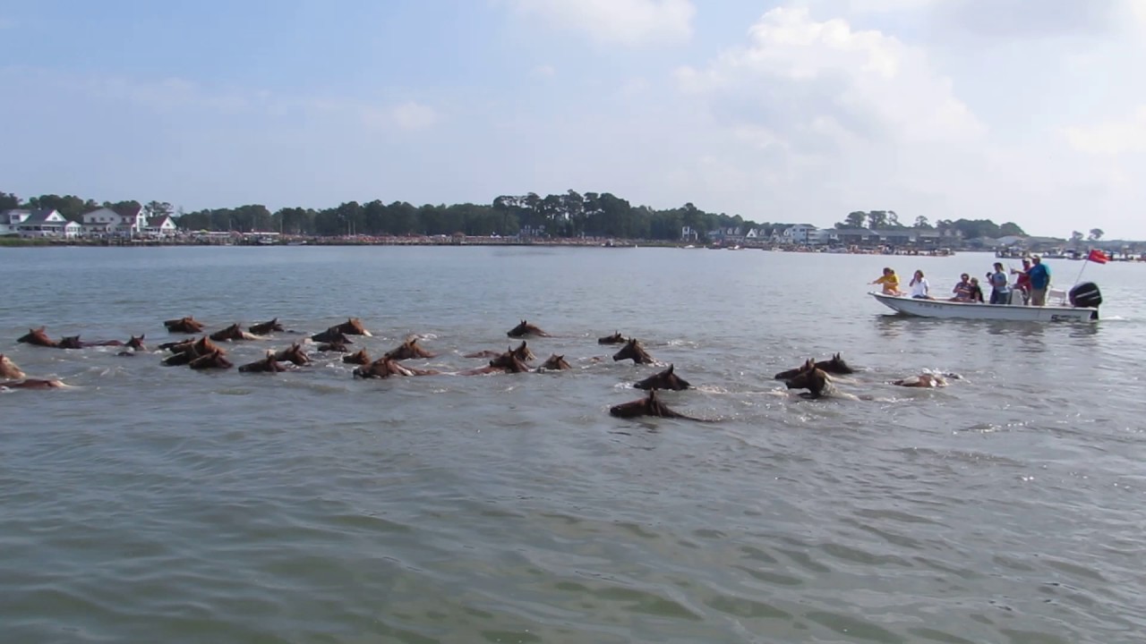2016 Chincoteague Island Pony Swim - Ponies Entering the Water - YouTube