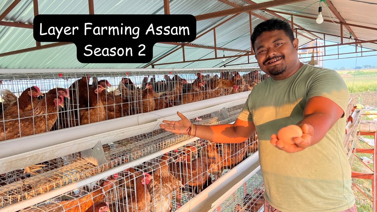 Finally Shifting to Layer Cages / Layer Farming Assam Season 2 with ...