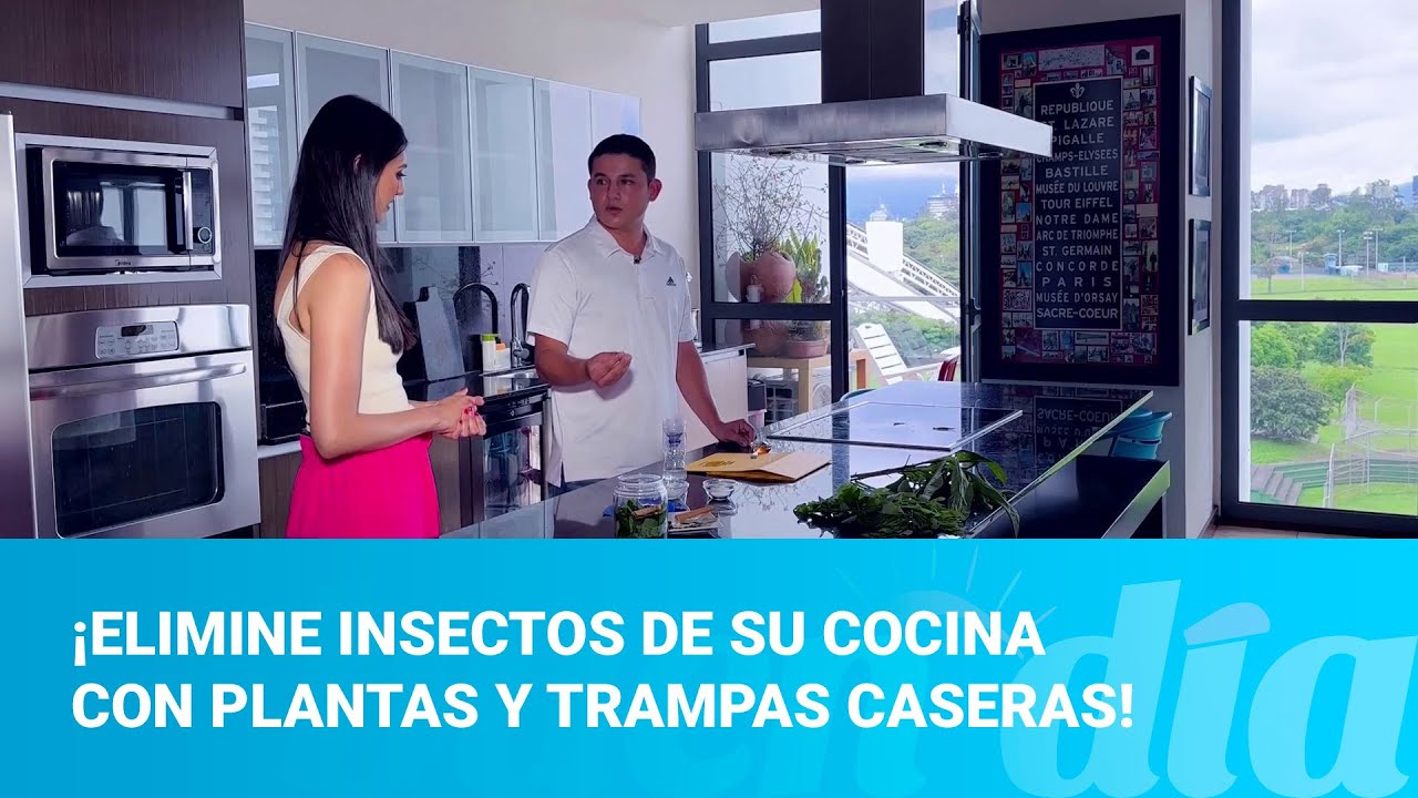 ¡Elimine insectos de su cocina con plantas y trampas caseras! - YouTube