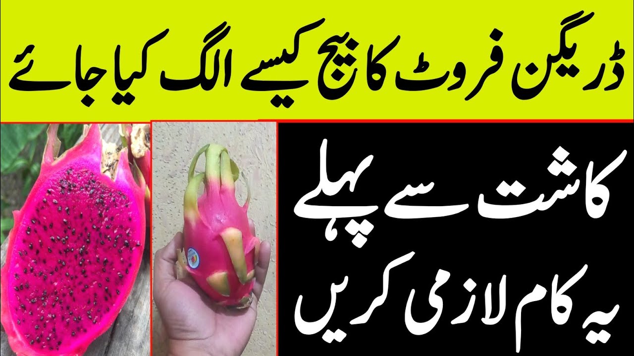 How to Remove Seeds from A Dragon Fruit |Dragon Fruit ka Beej Fruit Se ...